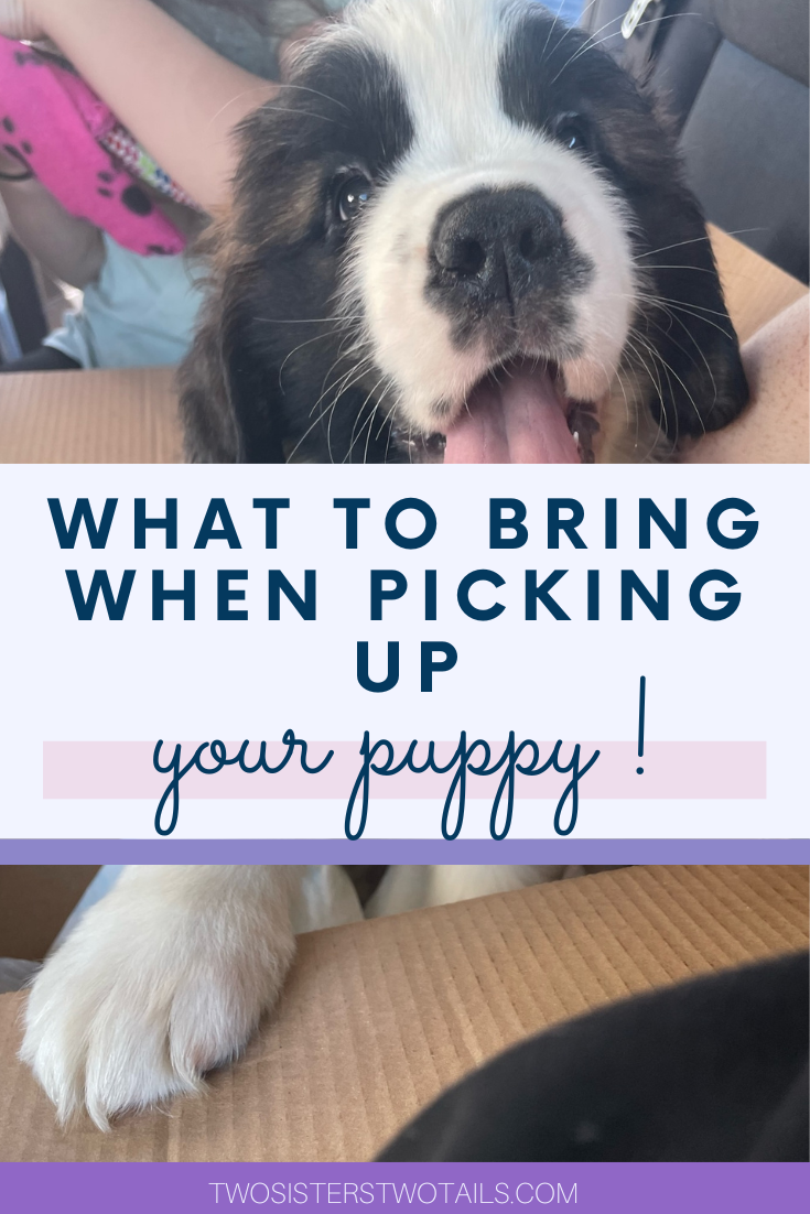 Tips On What To Bring When Picking Up Your Puppy! - Two Sisters Two Tails